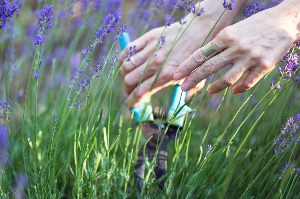 15 gardening tips for April - Knights Garden Centres