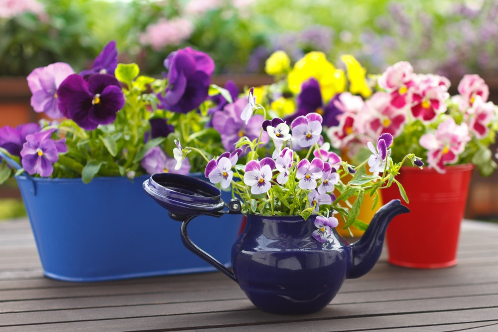 6 fantastic plants for spring pots - Knights Garden Centres