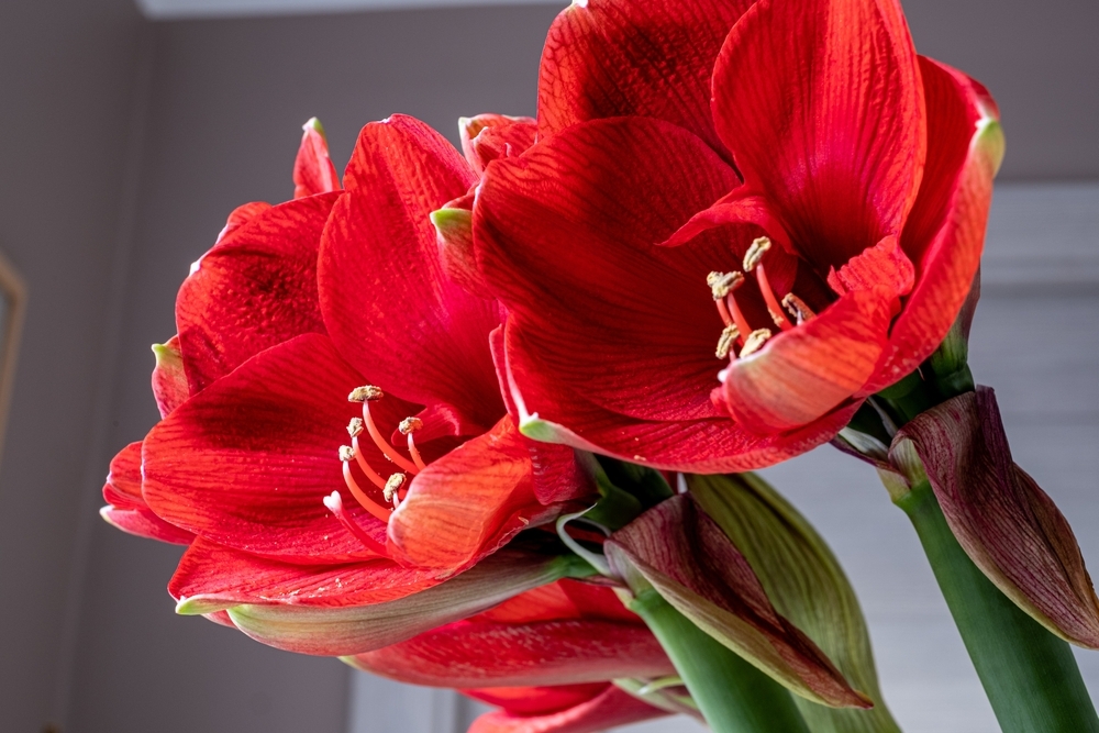All about the Amaryllis - Knights Garden Centres