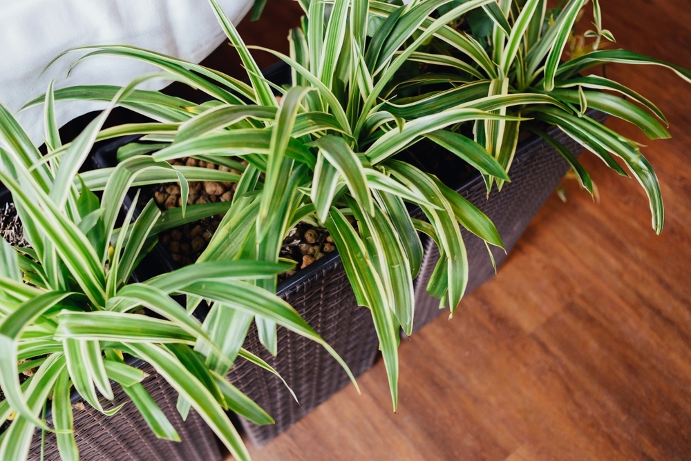 Best plants for clean air - Knights Garden Centres