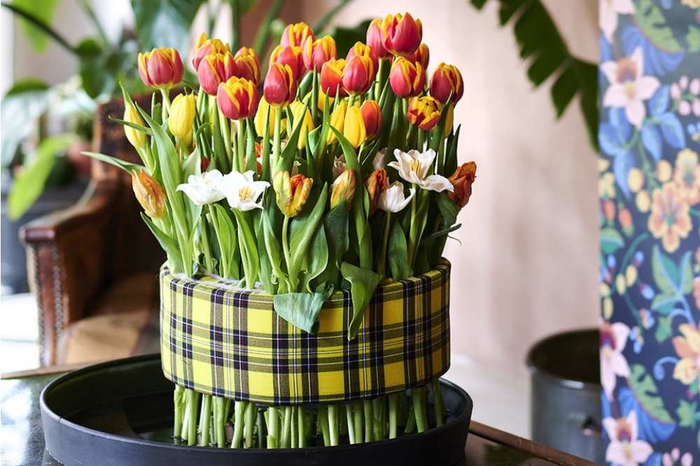 Flower of the month: Tulip - Knights Garden Centres