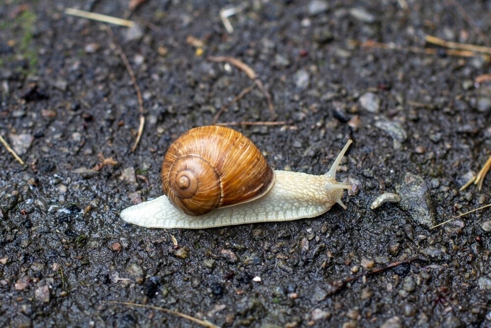 How to avoid snails in the garden - Knights Garden Centres