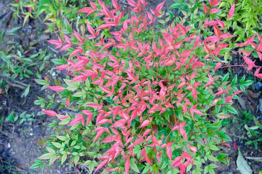Low maintenance evergreen plants - Knights Garden Centres