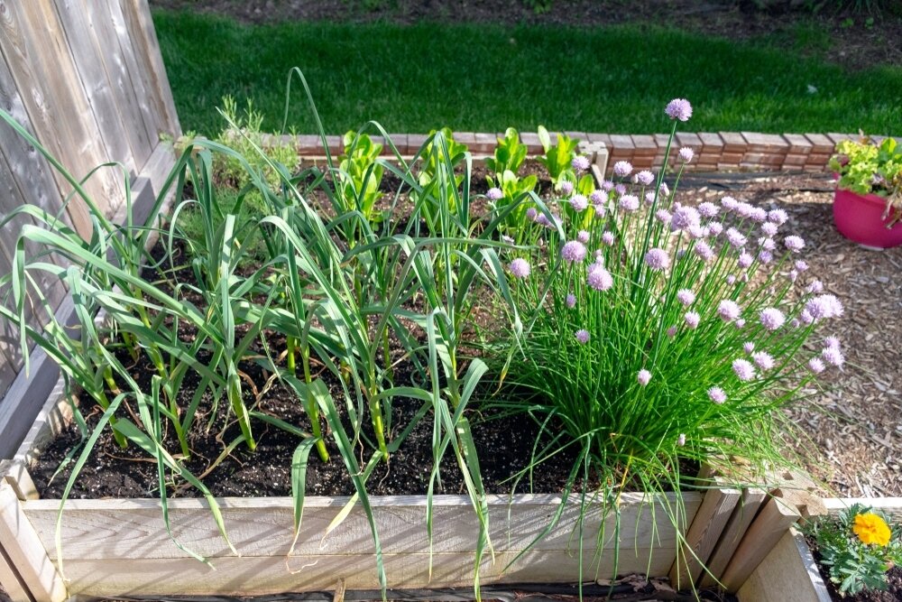 Square foot gardening - Knights Garden Centres