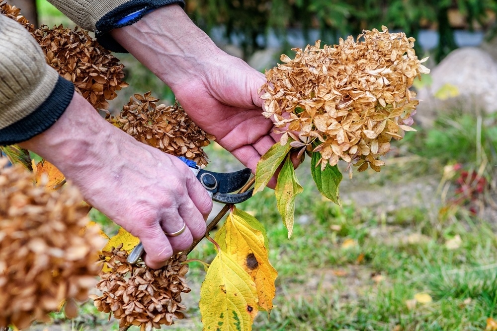 Tips on cutting back perennials in autumn - Knights Garden Centres