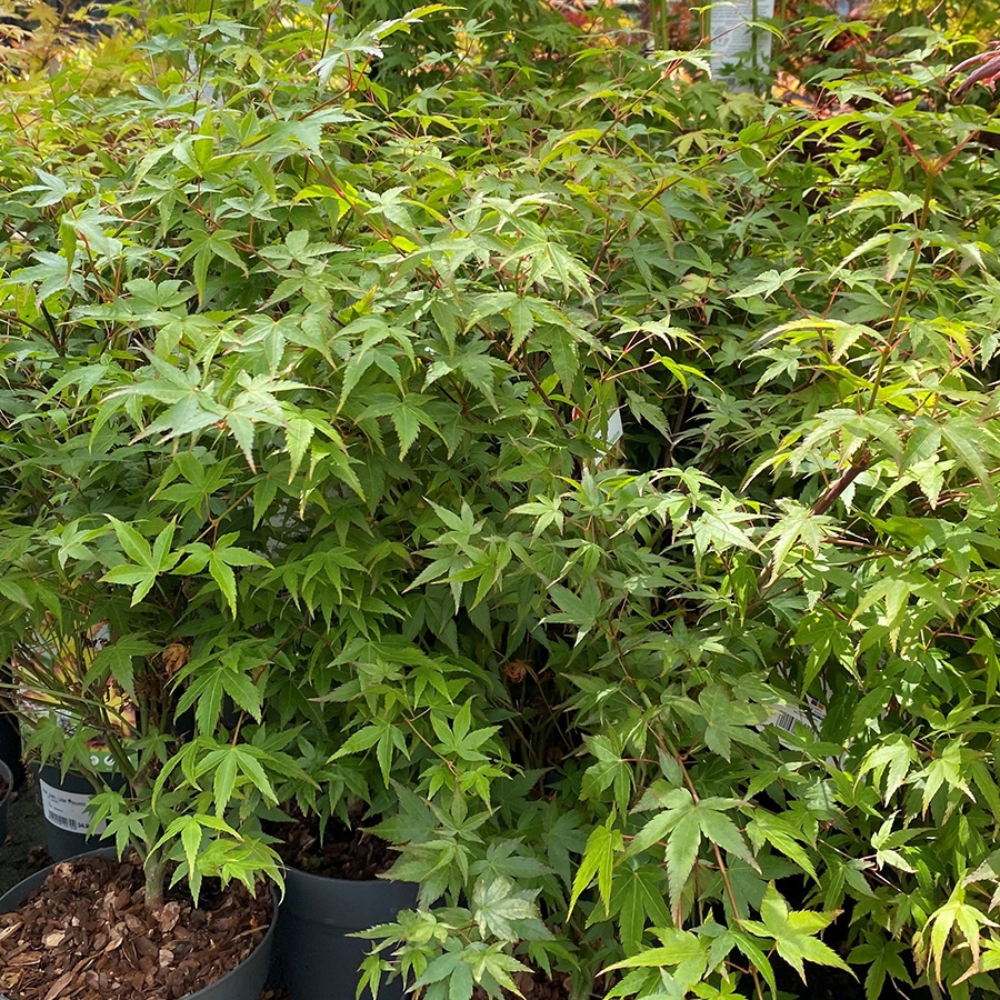 Acer palmatum Little Princess - Knights Garden Centres