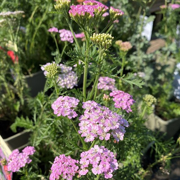 Achillea millefolium Tutti Frutti 'Wonderful Wampee' - Knights Garden ...