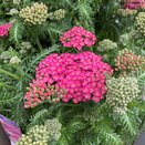 Plants - Knights Garden Centres