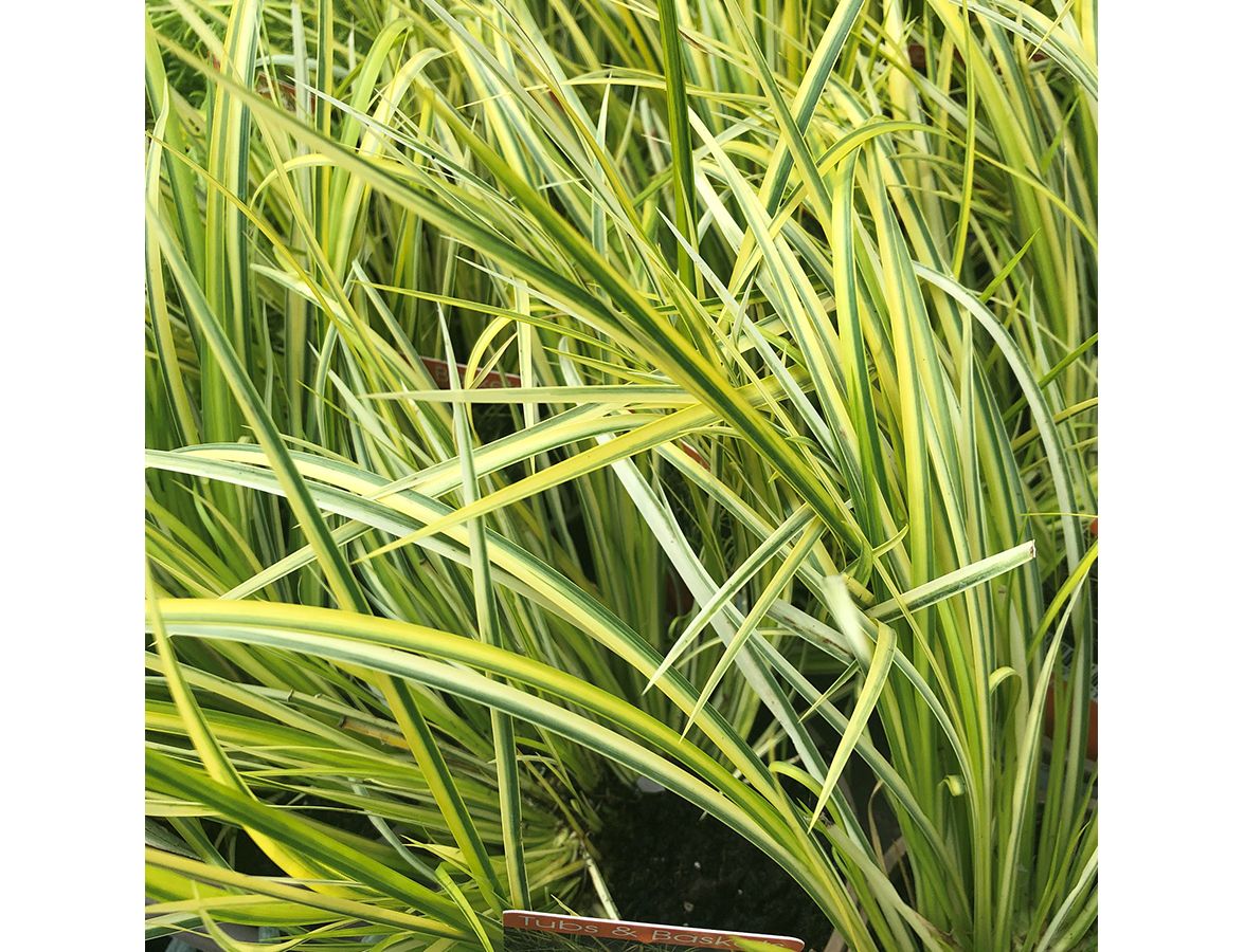 Acorus Ogon 11cm pot - Knights Garden Centres