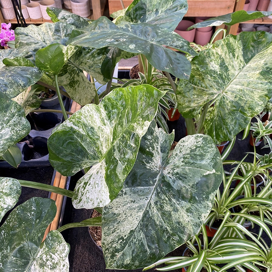 Alocasia Odora Batik - Knights Garden Centres