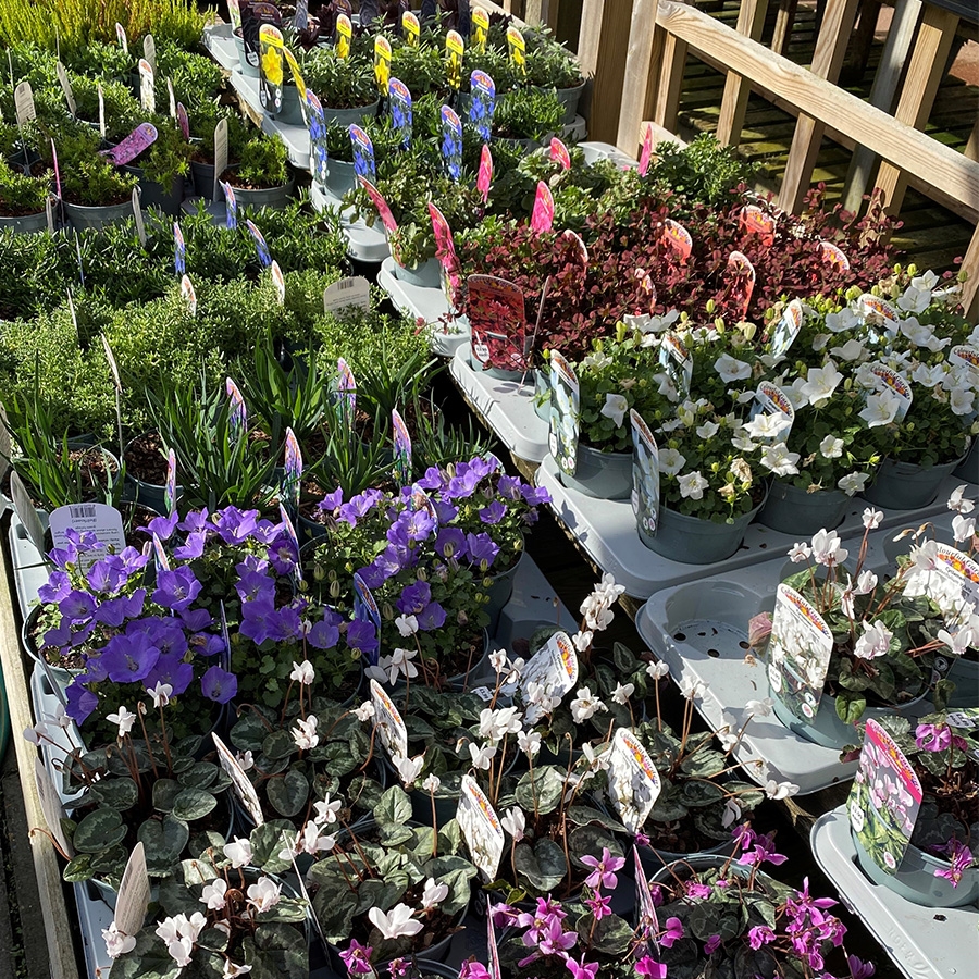 Alpine 1 litre pot - Knights Garden Centres