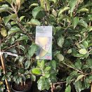 Plants - Knights Garden Centres