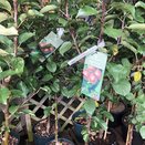 Fruit - Knights Garden Centres