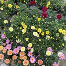 Plants - Knights Garden Centres