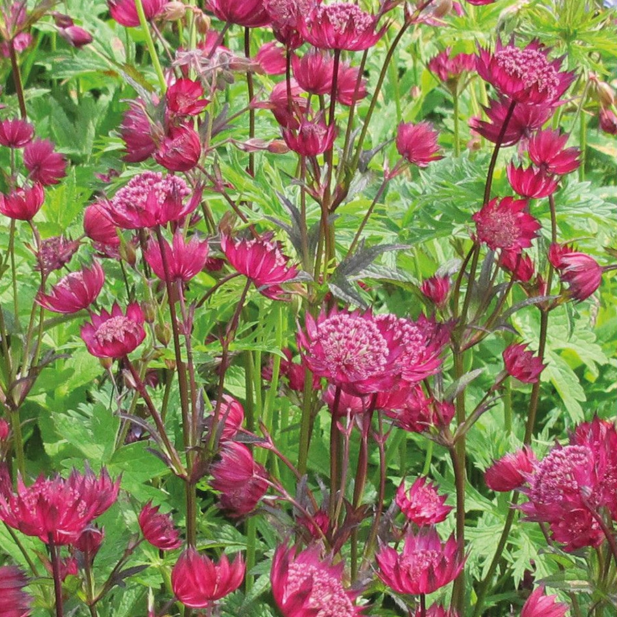 Astrantia Sparkling Stars Red - Knights Garden Centres