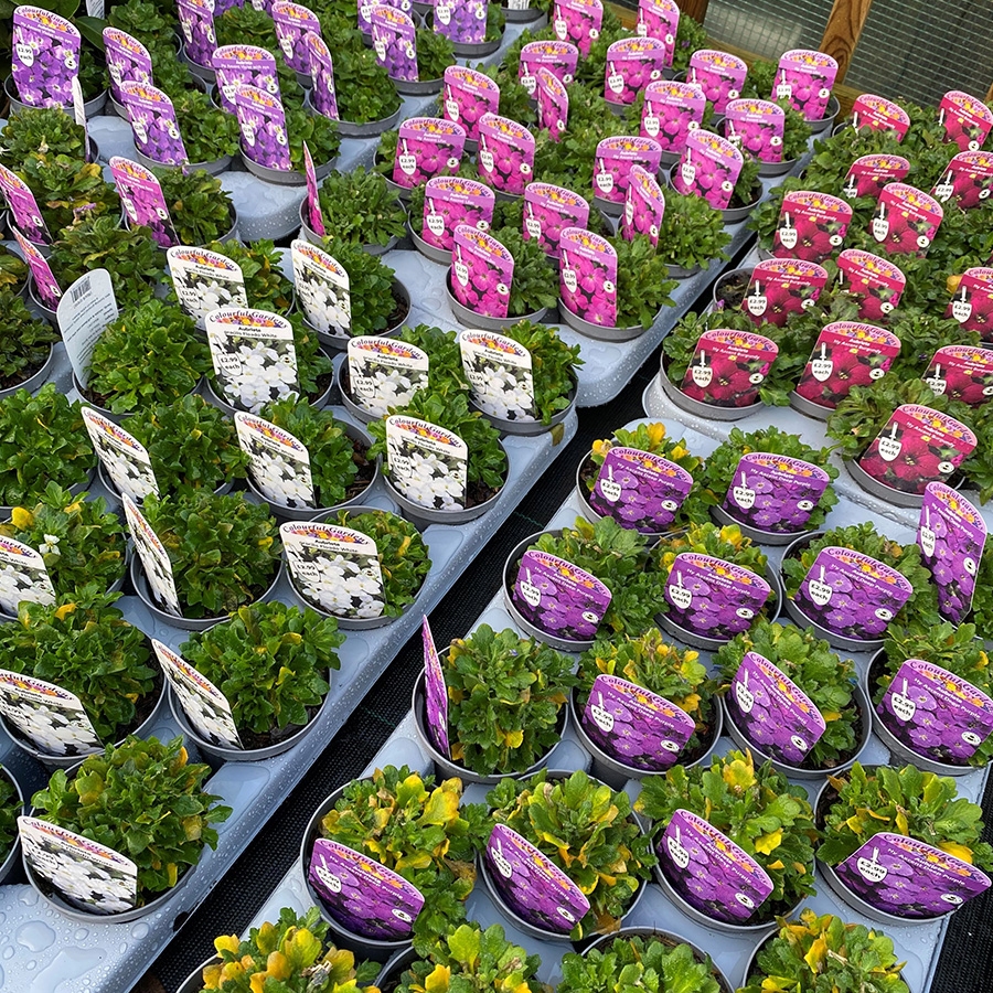 Aubrieta Alpine Pot - Knights Garden Centres