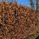 Hedging - Knights Garden Centres