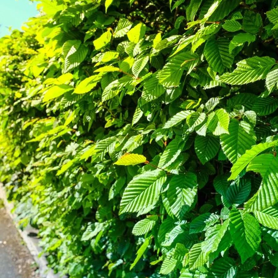 Bare root Hedging Hornbeam (Carpinus betulus) - Knights Garden Centres