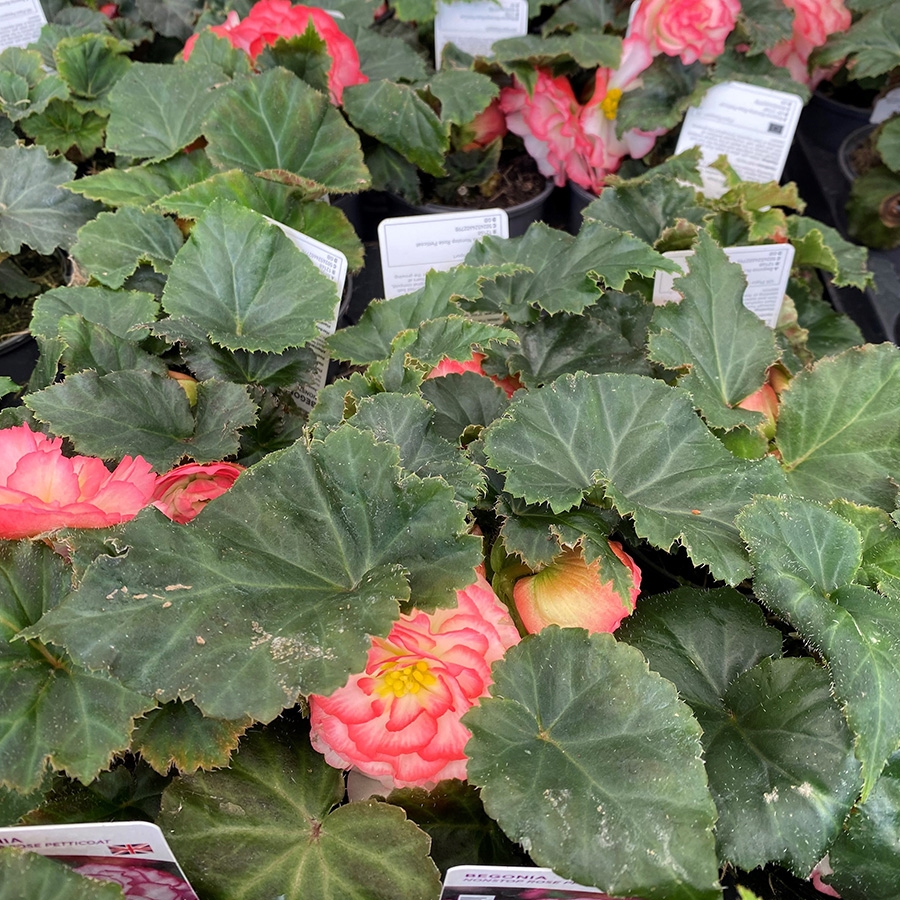 Begonia Non Stop Rose Petticoat 10.5cm pot - Knights Garden Centres