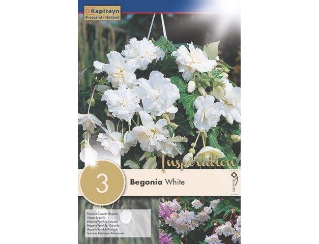 Begonia Pendula Cascade White - Knights Garden Centres