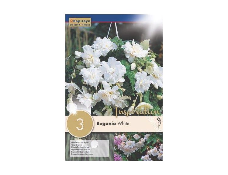Begonia Pendula Cascade White - Knights Garden Centres