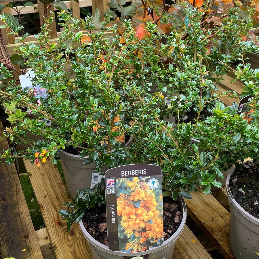 Berberis darwinii Knights Garden Centres