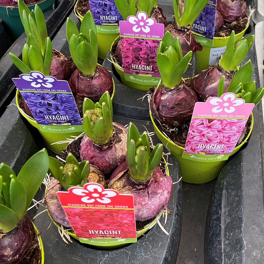 Bulb Pot 3 Hyacinthus orie. 'Pearl' mix - Knights Garden Centres