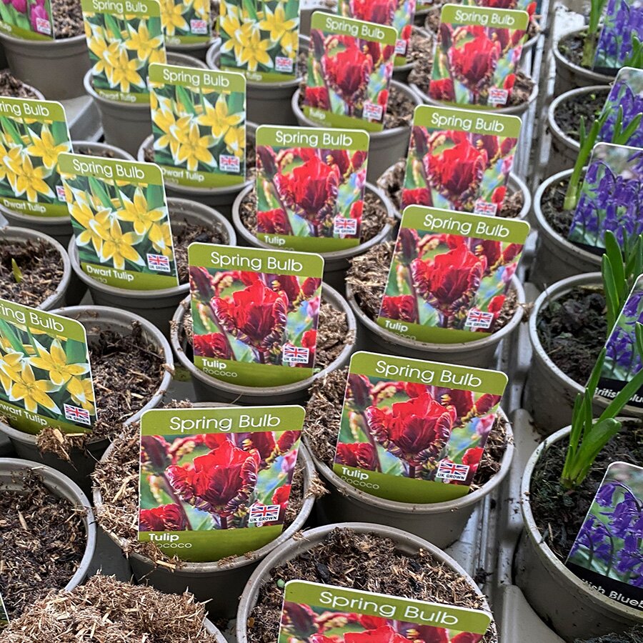 Bulb Pot Tulip Rococo 9cm pot - Knights Garden Centres