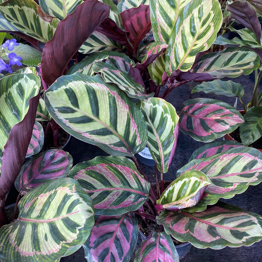 Calathea roseopicta 'Cora' - Knights Garden Centres
