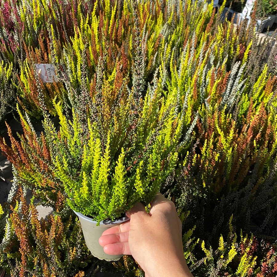 Calluna vulgaris 'Sunset Fire'® (Halloween-Trio) - Knights Garden Centres