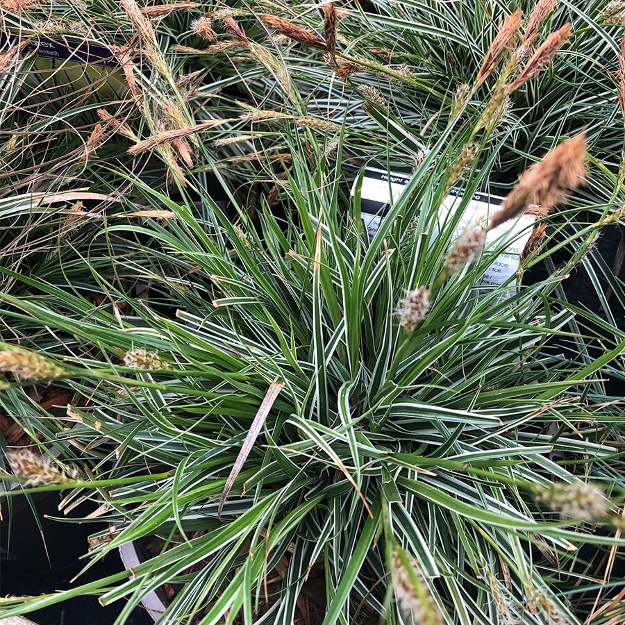 Carex oshimensis Everest - Knights Garden Centres