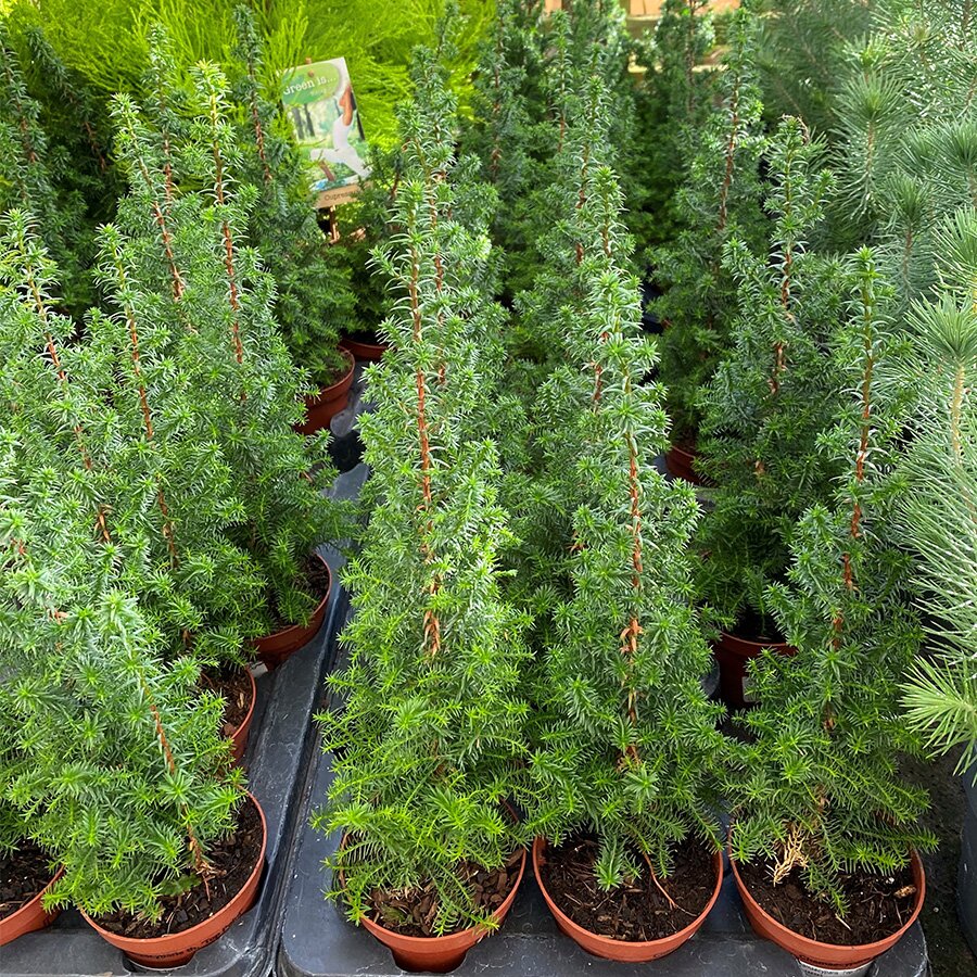 Chamaecyparis Top Point 9cm pot - Knights Garden Centres