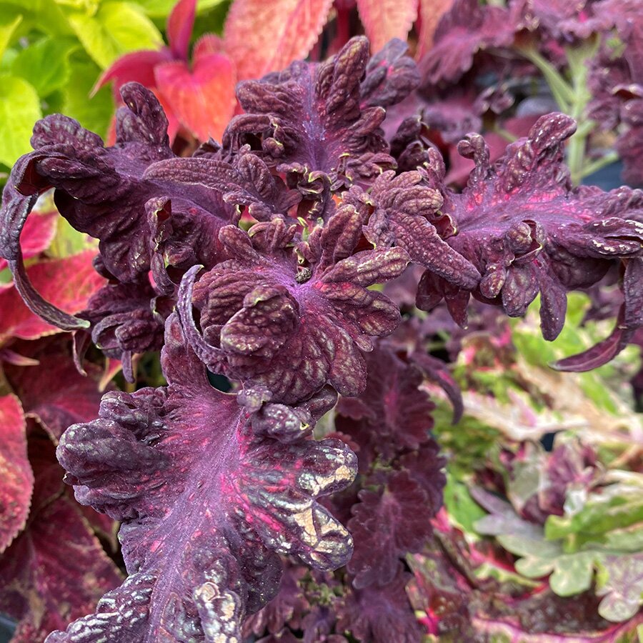 Coleus Black Dragon 1 litre pot - Knights Garden Centres