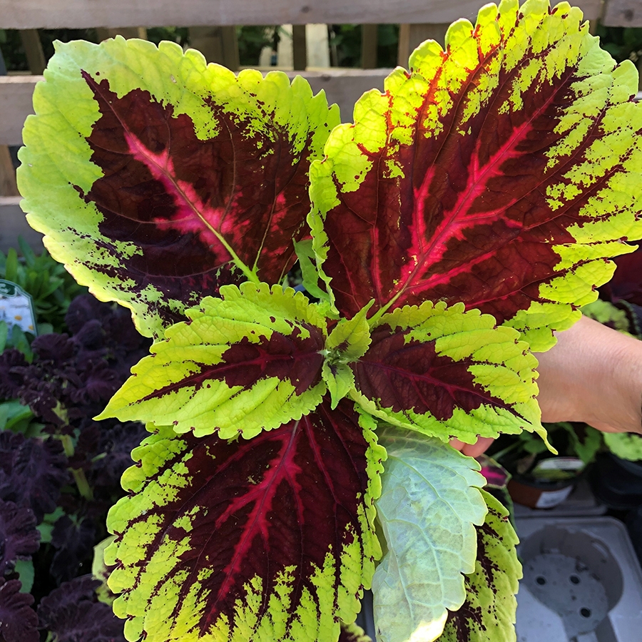 Coleus Kong Rose - Knights Garden Centres