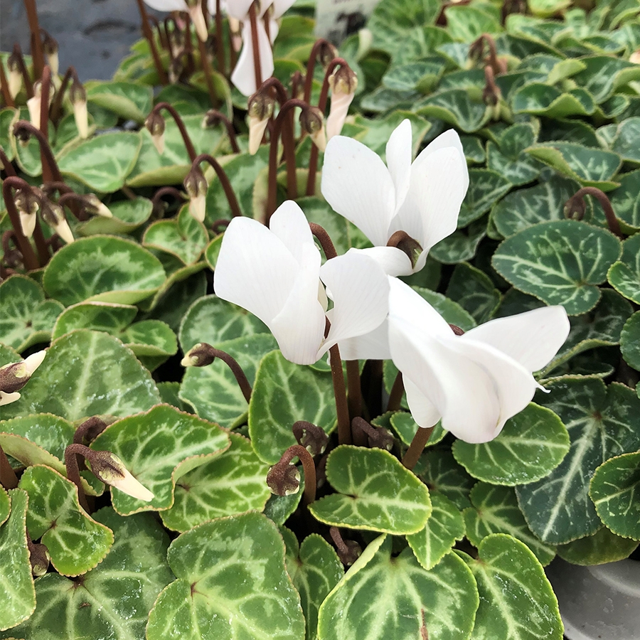 Cyclamen White 9cm pot - Knights Garden Centres