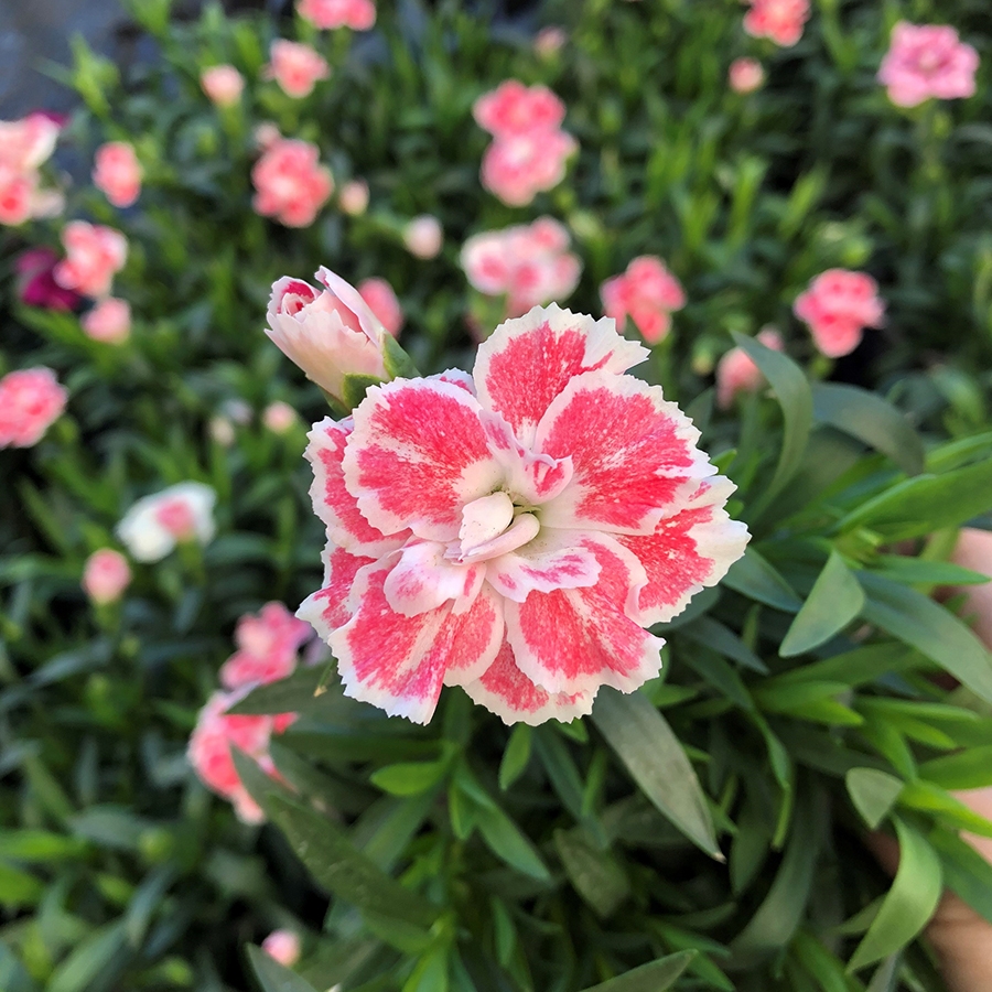 Dianthus Oscar Pink 10.5cm pot - Knights Garden Centres