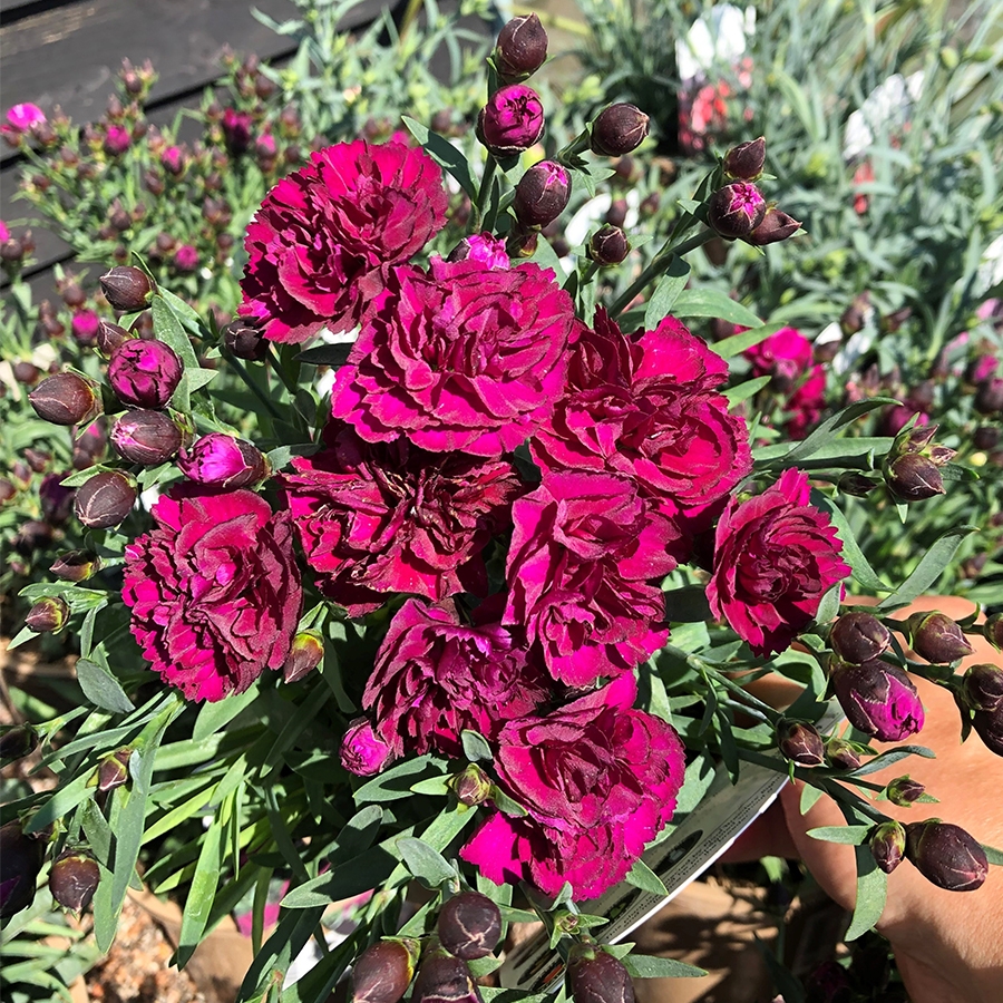 Dianthus sunflor Beetle - Knights Garden Centres