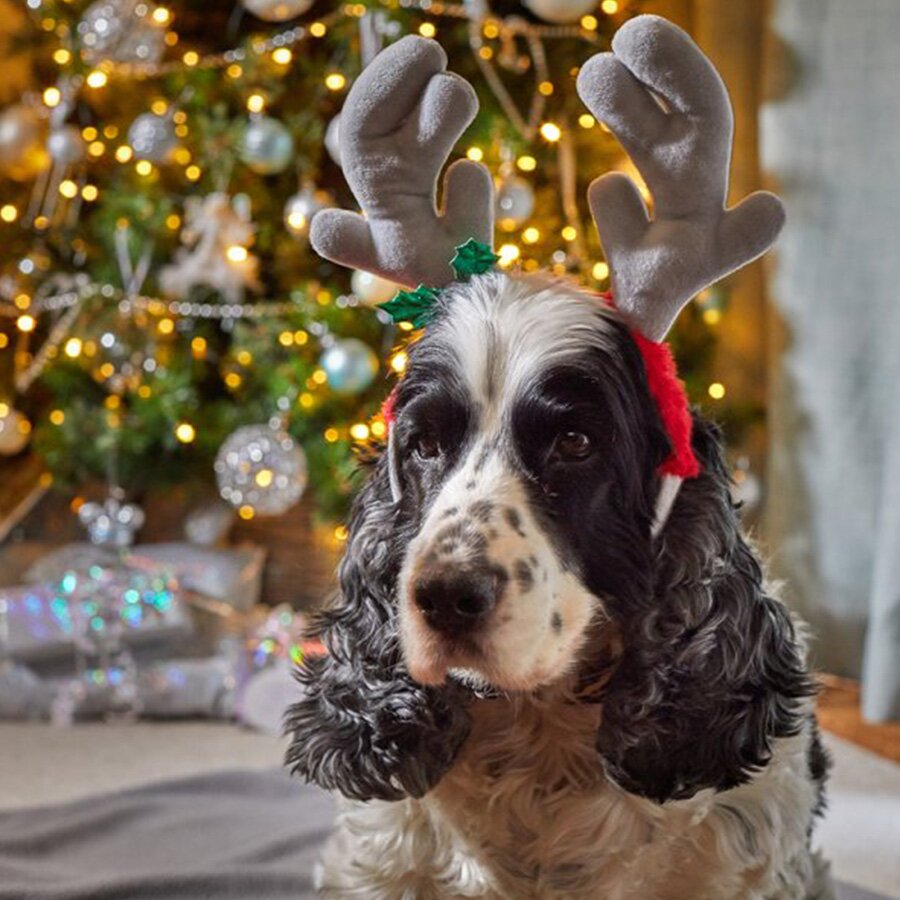 Dog accessory Rein-Dog Antlers (Assorted) - Knights Garden Centres