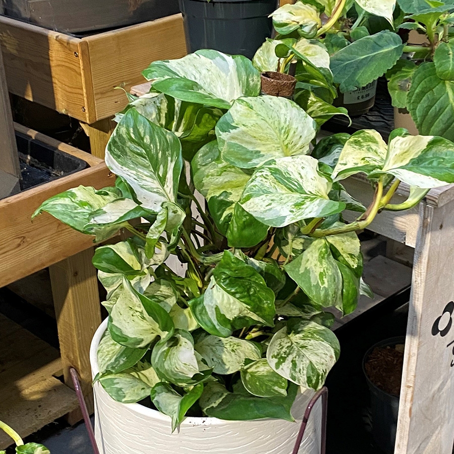 Epipremnum pinn. 'Manjula' - Knights Garden Centres