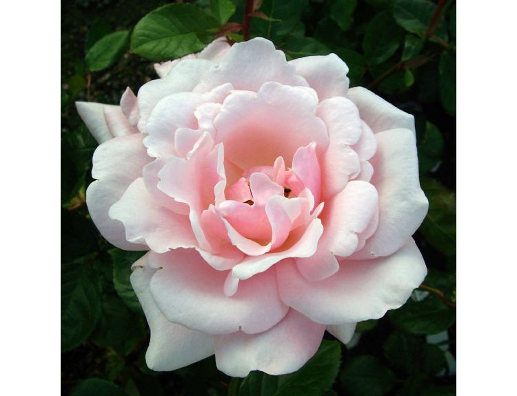 Floribunda Bush Rose Pearl (Korteschi) - Knights Garden Centres