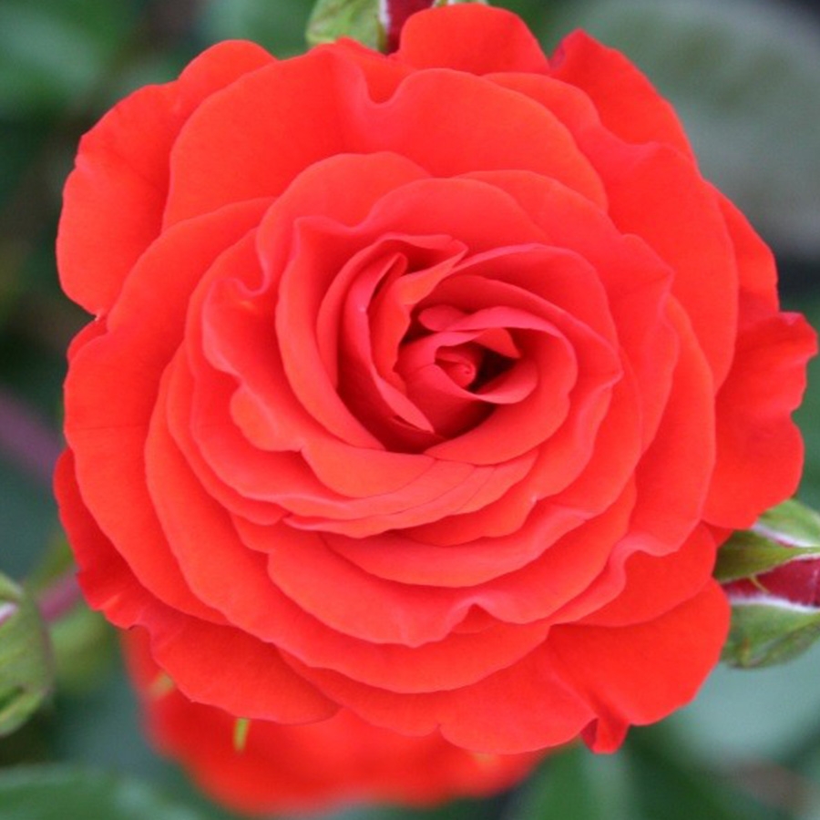 Floribunda Bush Rose Precious Love - Knights Garden Centres