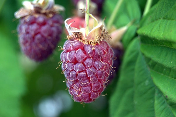 Fruit - Knights Garden Centres