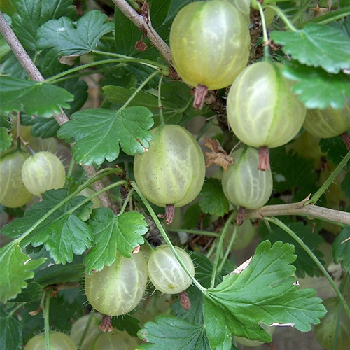 Fruit Bushes - Knights Garden Centres