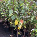 Fruit Trees - Knights Garden Centres