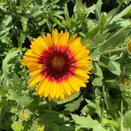 Flower Borders - Knights Garden Centres