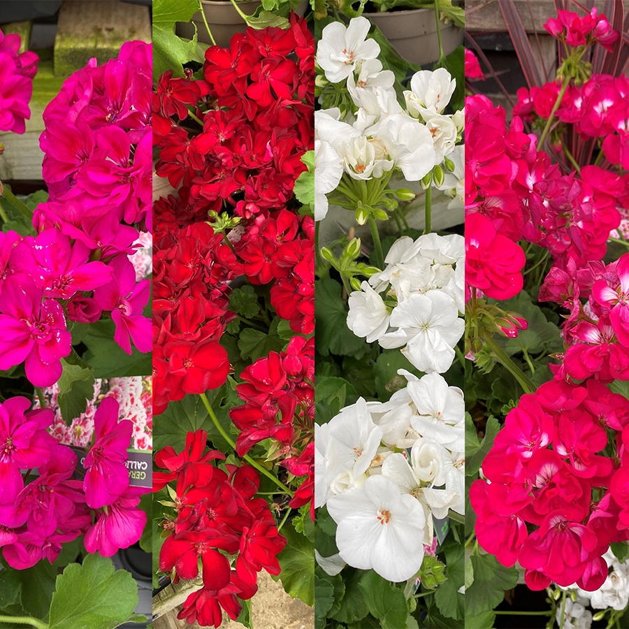 Geranium Calliope 15cm pot - Knights Garden Centres