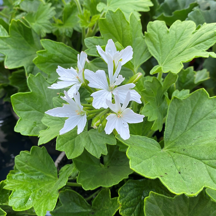 Geranium Zonal Starry White 1 litre pot - Knights Garden Centres