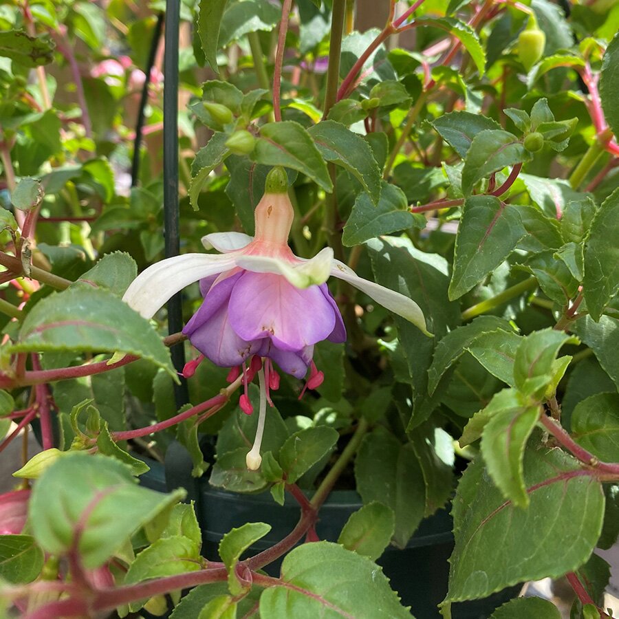 Hanging Basket Fuchsia Trailing Anthea - Knights Garden Centres