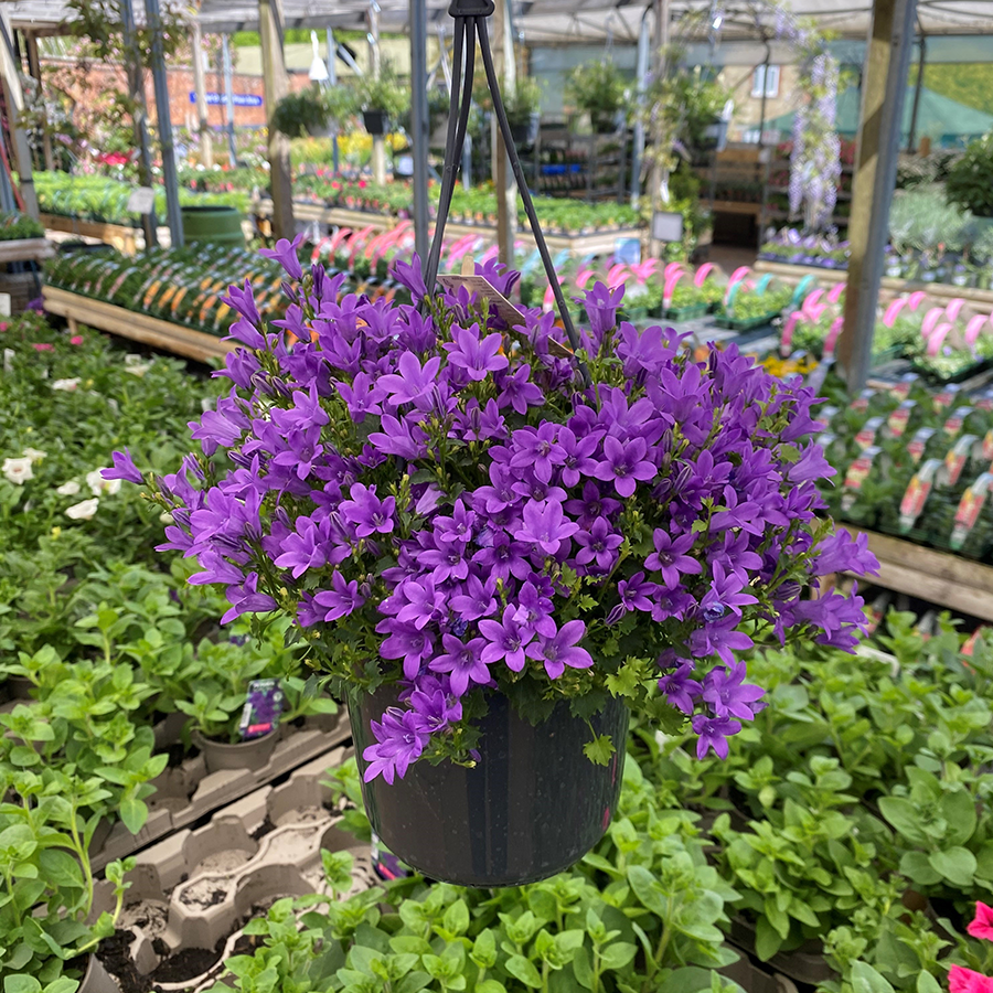 Hanging Pot Campanula Ambella Intense Purple - Knights Garden Centres