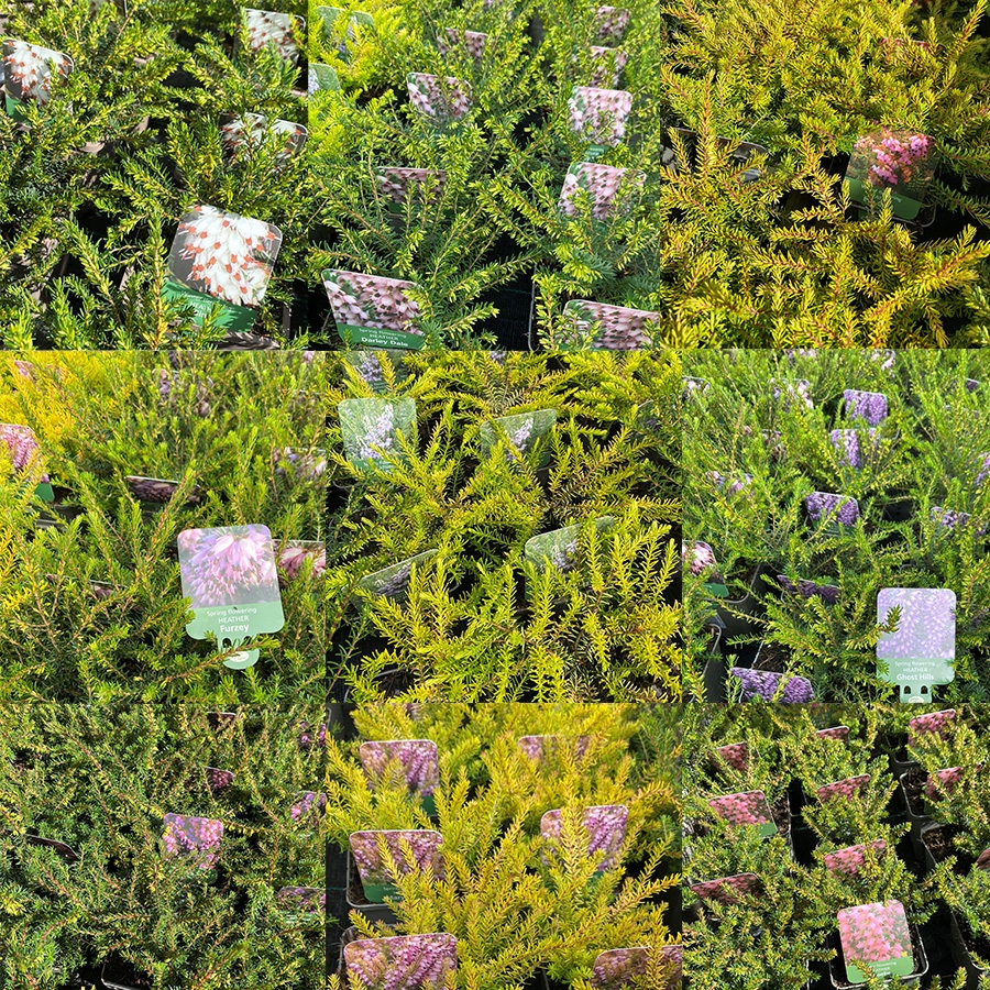 Heather 1 litre pot mixed varieties - Knights Garden Centres
